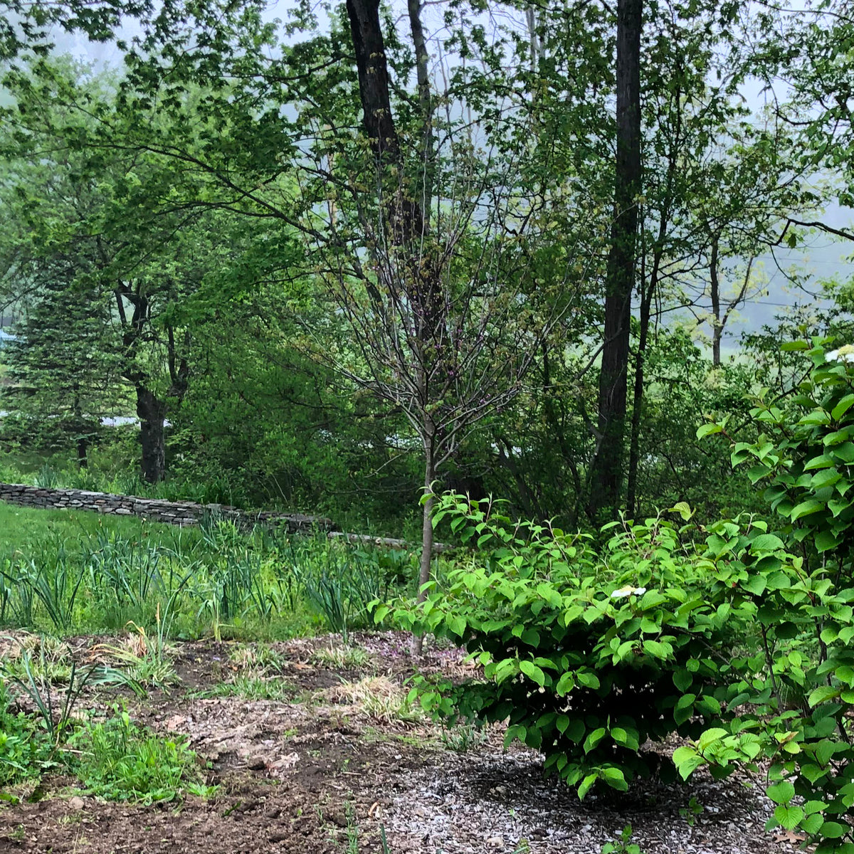 Moving Bulbs in Spring is OK – Womanswork