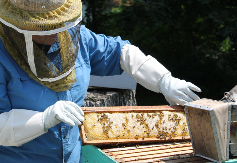 Interview with A Hobbyist Beekeeper – Womanswork