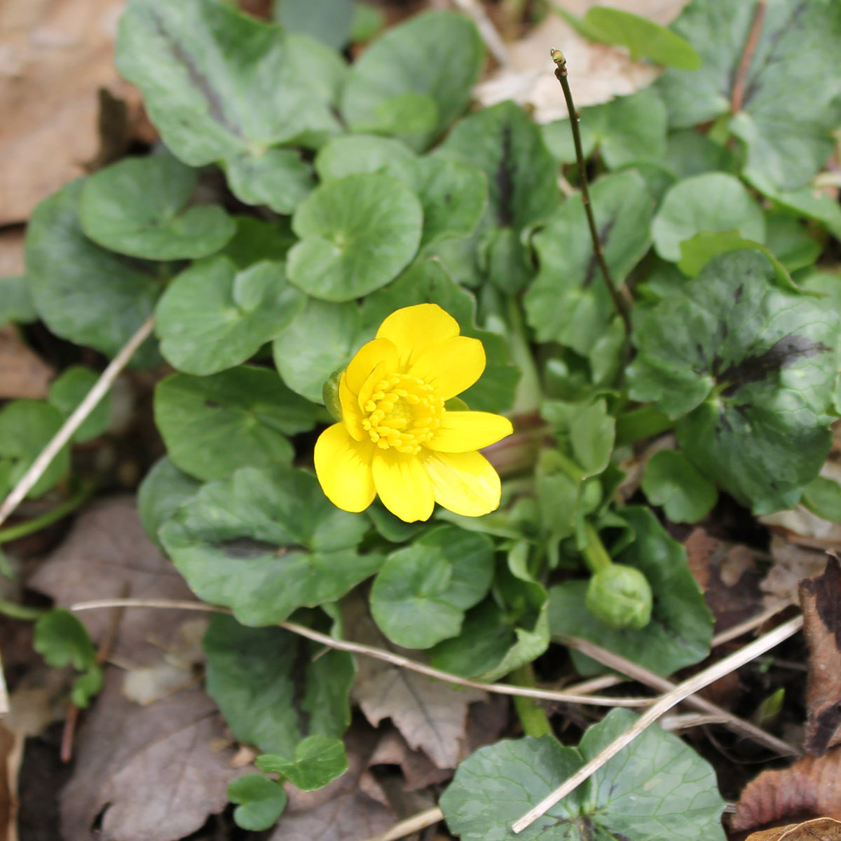 Best Exercises for Gardeners // Lesser Celandine: A Nasty Spreading We ...