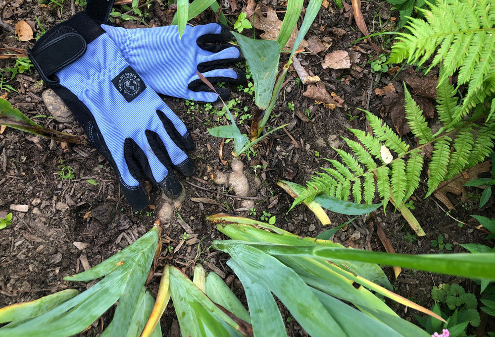 How To Divide Irises – Womanswork